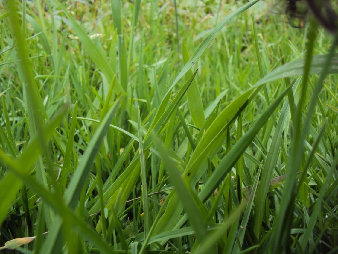 All about Bermuda grass · All around the house