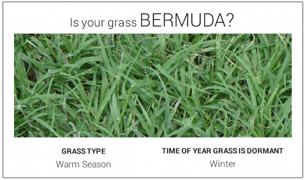 All about Bermuda grass · All around the house