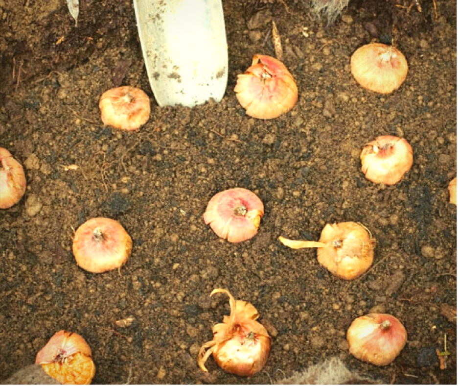Caring For Your Plant Bulbs · All around the house