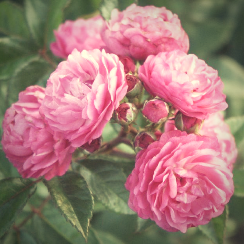 The Different Roses You Can Grow In Your Rose Garden · All around the house
