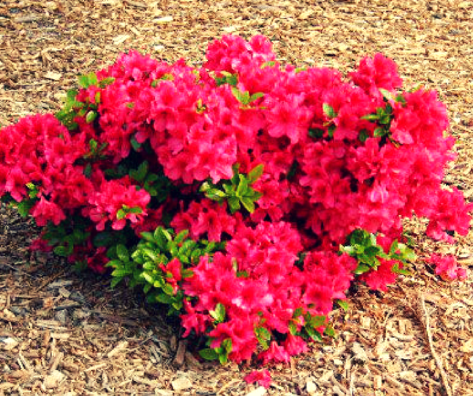 Azaleas: A Key To Creating A Beautiful Landscape · All around the house