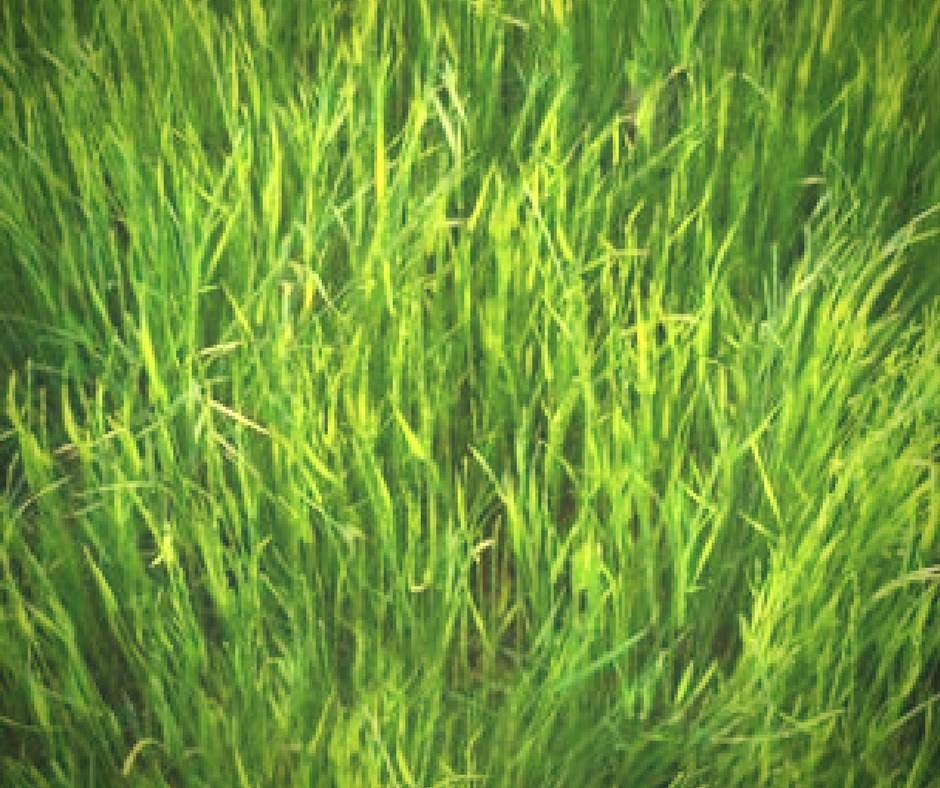 Kentucky BlueGrass - Setting Your Lawn Apart · All around the house