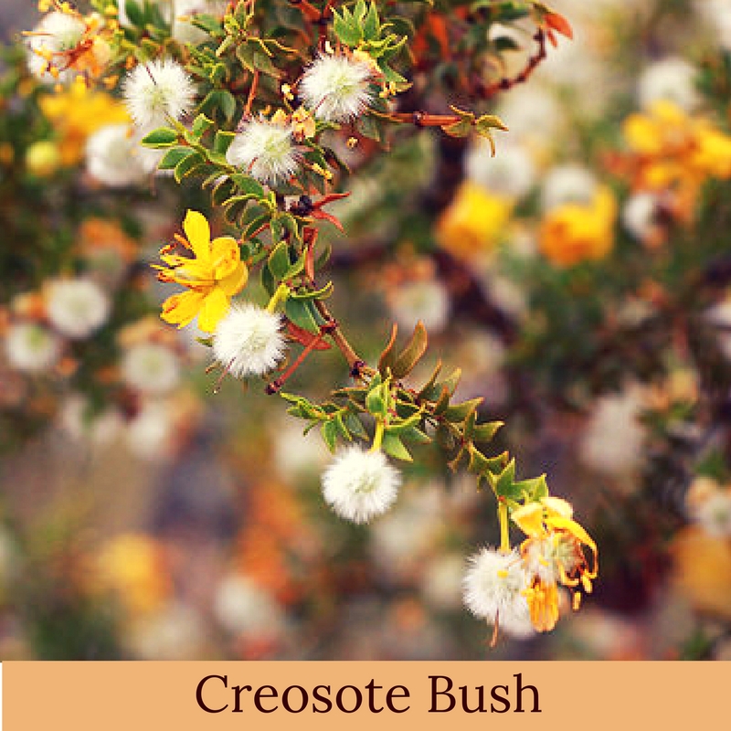Xerophytic Shrubs That'll Still Flourish in Your Dry Yard · All around ...