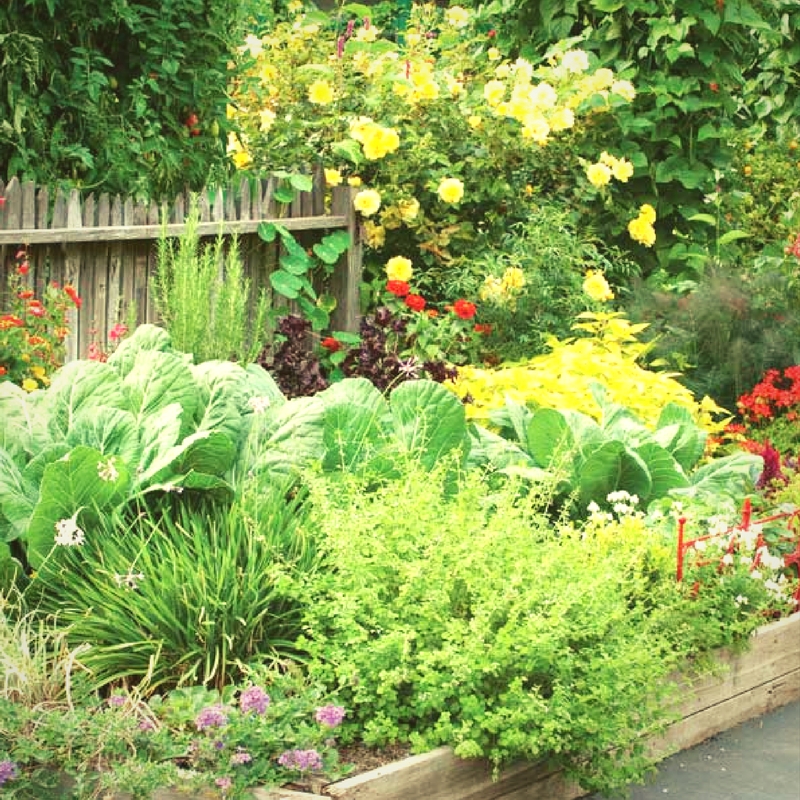 All About Edible Landscaping · All around the house