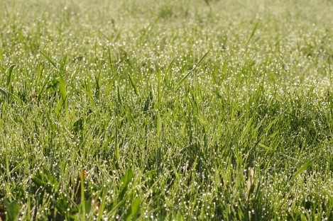 5 Tips to Keep Your Lawn from Turning Brown · All around the house