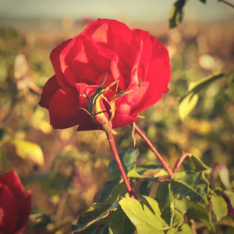 Rose Gardening Checklist · All around the house