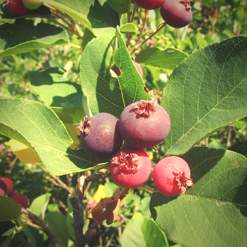 Serviceberry - an Edible Landscaping Plant for Early Summer Fruit