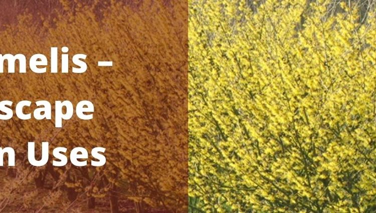 Hamamelis – Landscape Design Uses · All around the house
