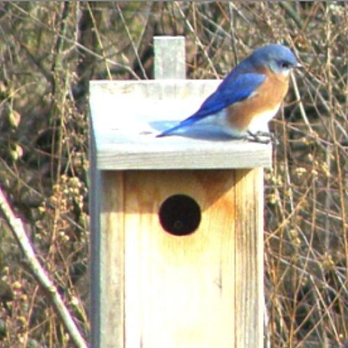 Shelter and Nesting Boxes for Various Species of Wildlife · All around ...