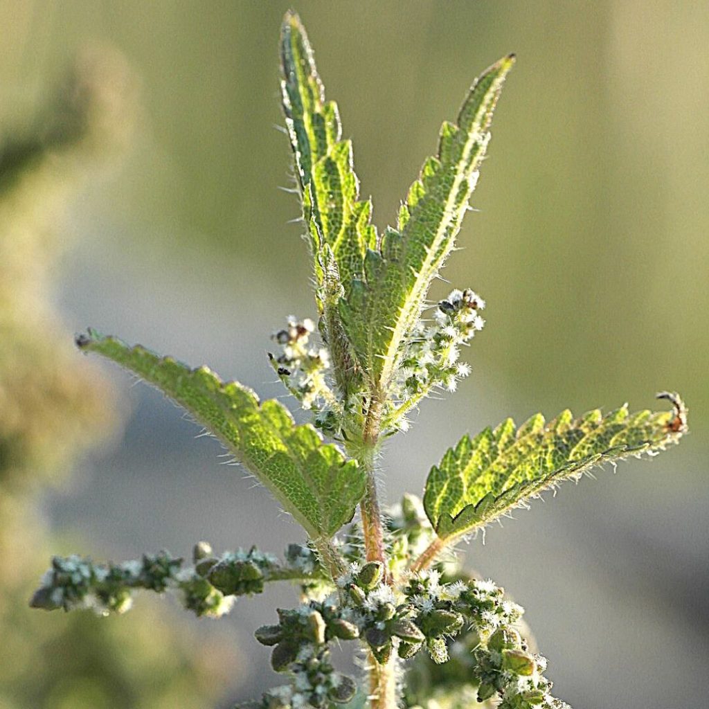 Stinging nettle · All around the house